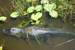 How Long Do Alligators Live? A Deep Dive in Their Lifespan – Nature and ...