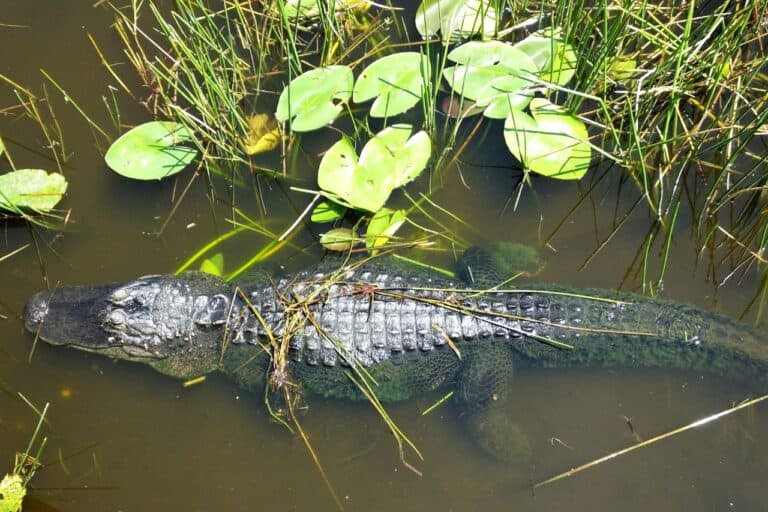 How Long Do Alligators Live? A Deep Dive in Their Lifespan – Nature and ...