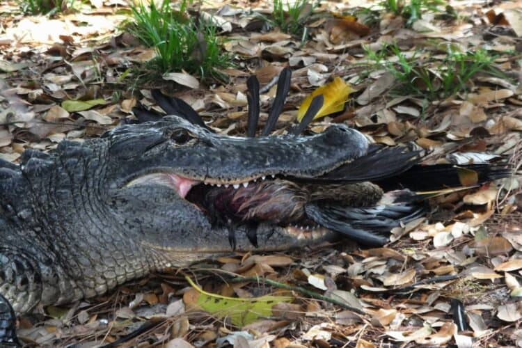 What Do Alligators Eat? Explore Their Diet - Nature and Wildlife TV