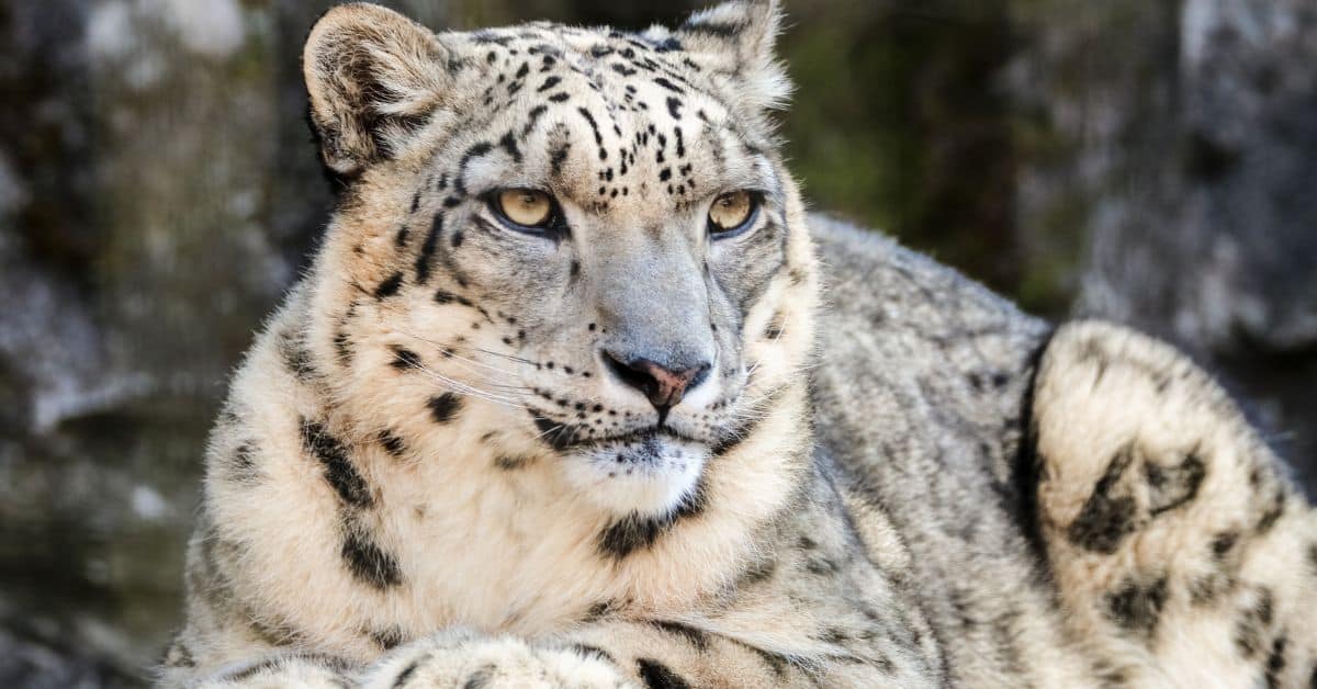 What do snow leopards eat? Secrets of the Snow – Nature and Wildlife TV – Explore & Learn About ...