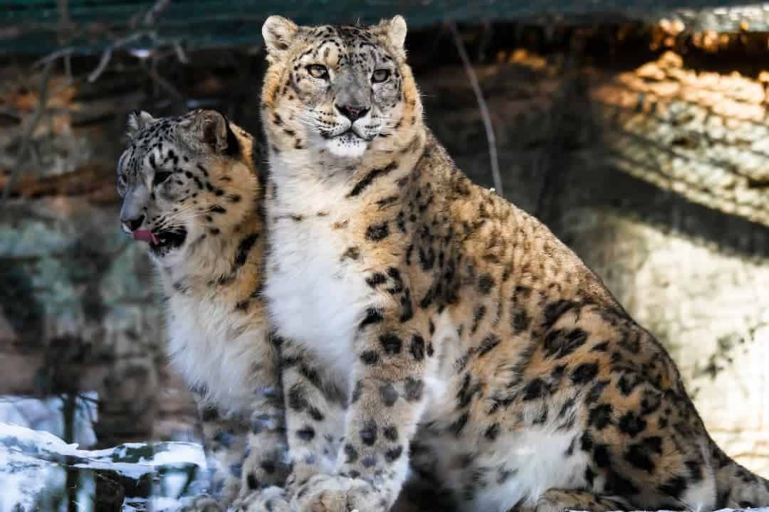 What do snow leopards eat? Secrets of the Snow – Nature and Wildlife TV ...