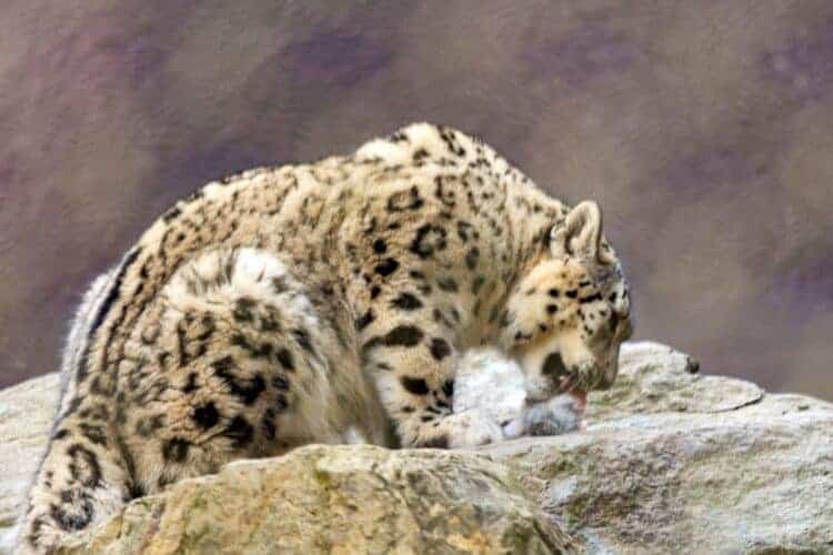 What do snow leopards eat? Secrets of the Snow – Nature and Wildlife TV – Explore & Learn About ...