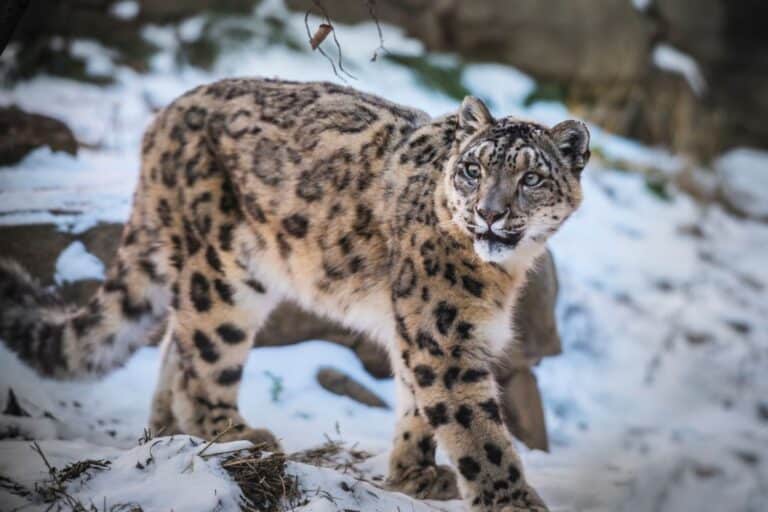 Where do snow leopards live? Unraveling the Secrets