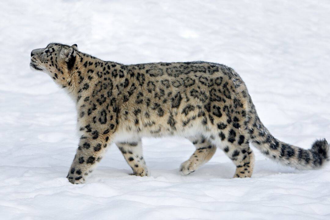 Where do snow leopards live? Unraveling the Secrets