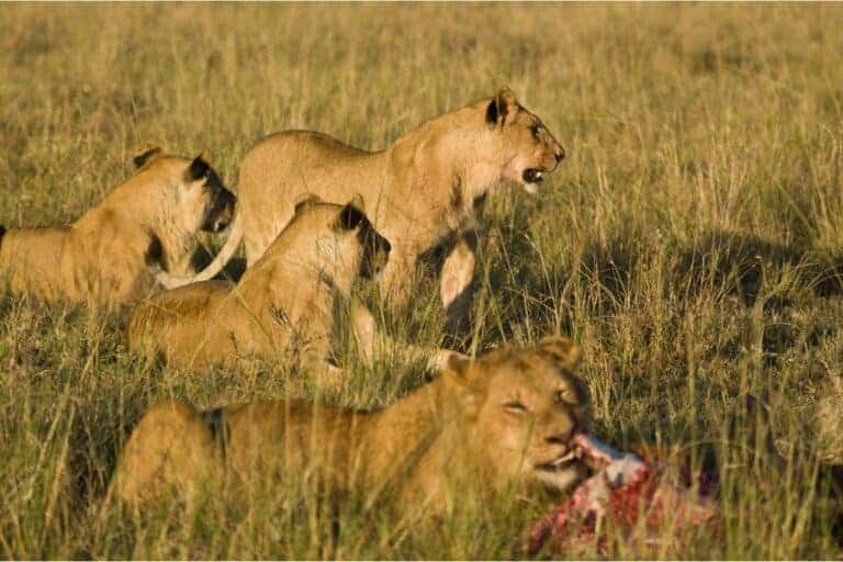 How Long Can A Lion Live Without Food? Secrets of Survival
