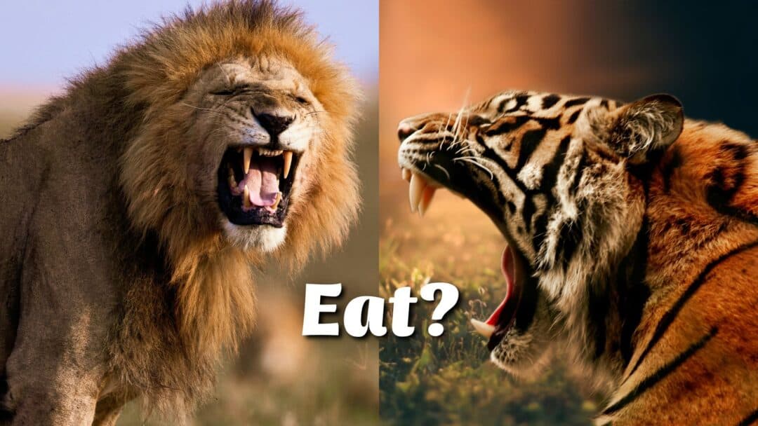 Do Lions Eat Tigers? Predator Dynamics Explained