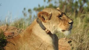 Lion Speed Explained: Biomechanics to Conservation - Nature and Wildlife TV