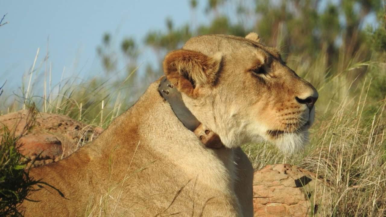 Lion Speed Explained: Biomechanics to Conservation - Nature and Wildlife TV